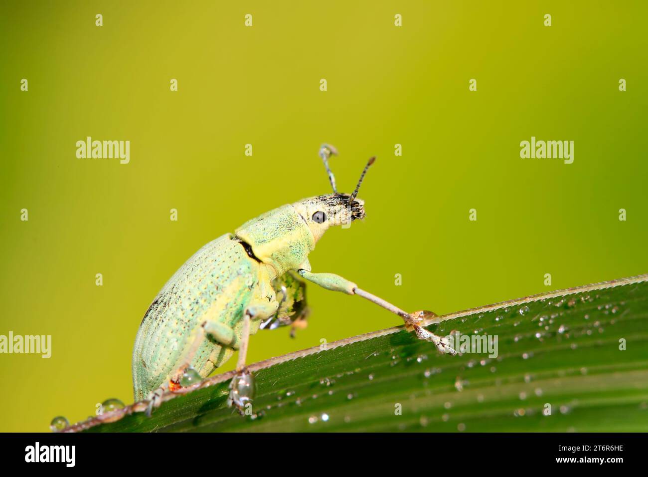 weevil on plant in the wild Stock Photo - Alamy