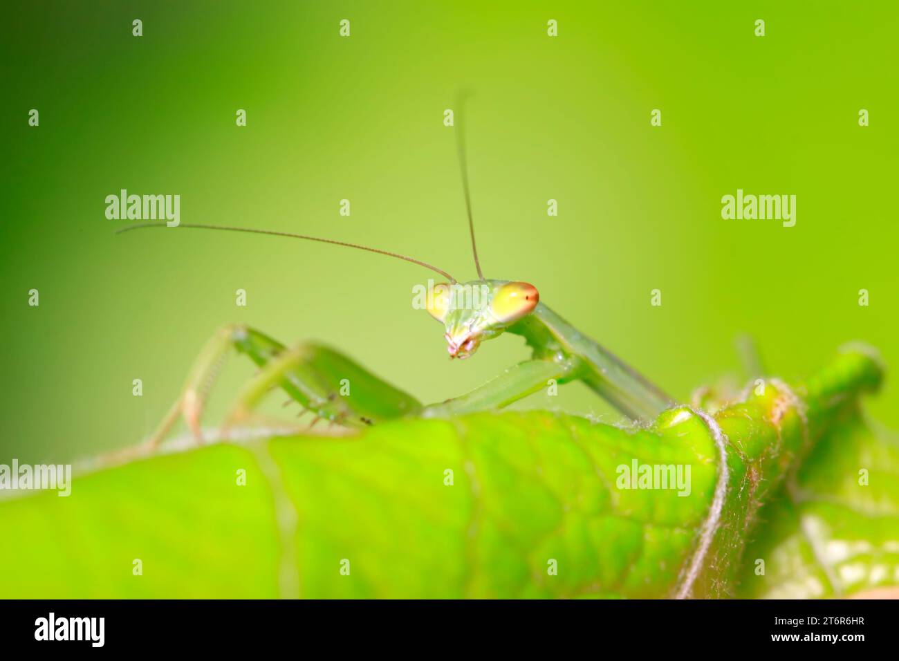 Mantis larvae on plant hi-res stock photography and images - Alamy
