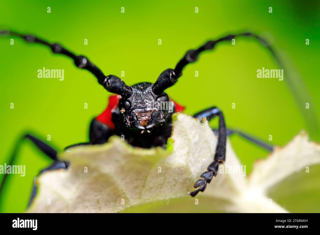 Aromia bungii faldermann hi-res stock photography and images - Alamy