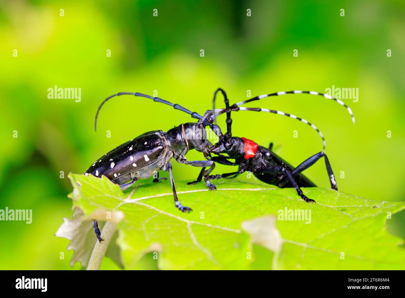 Star longicorn hi-res stock photography and images - Alamy