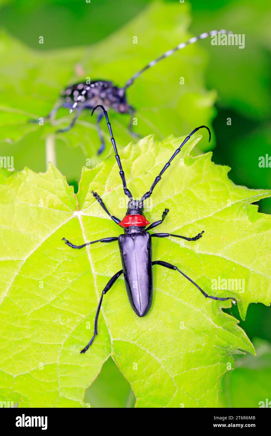 Star longicorn hi-res stock photography and images - Alamy