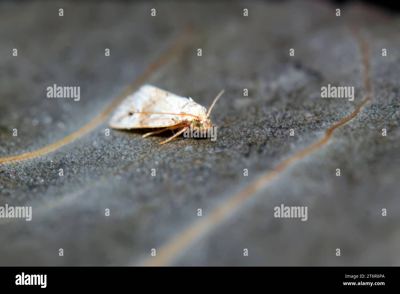 Moth insects on plant in the wild Stock Photo - Alamy