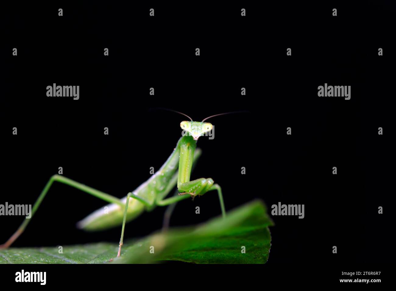Mantis larvae on plant in the wild Stock Photo - Alamy