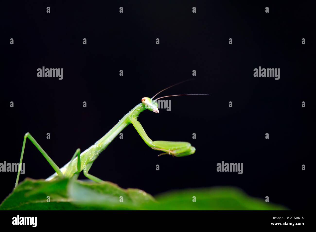 Mantis larvae on plant in the wild Stock Photo - Alamy