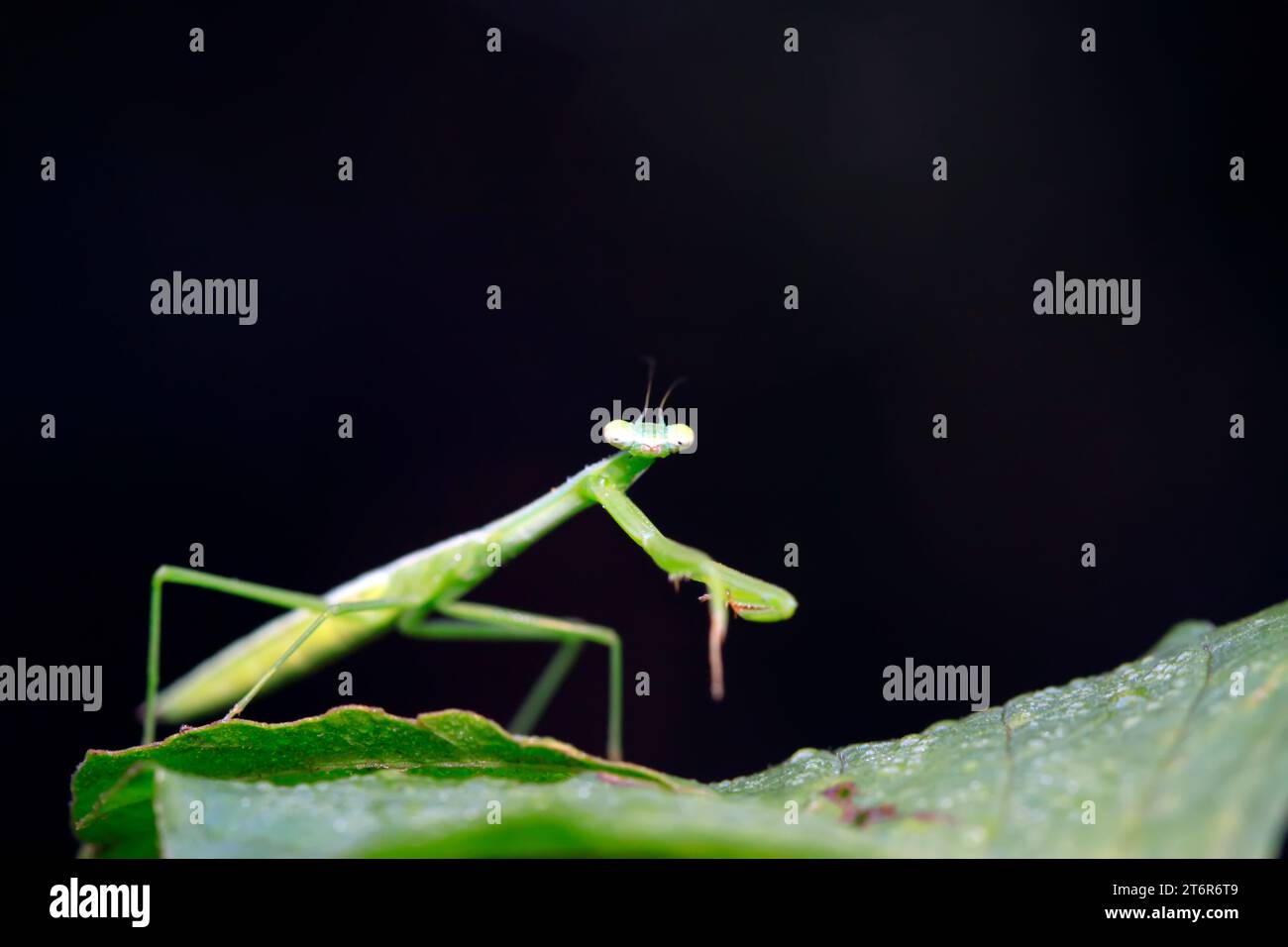 Mantis larvae on plant in the wild Stock Photo - Alamy