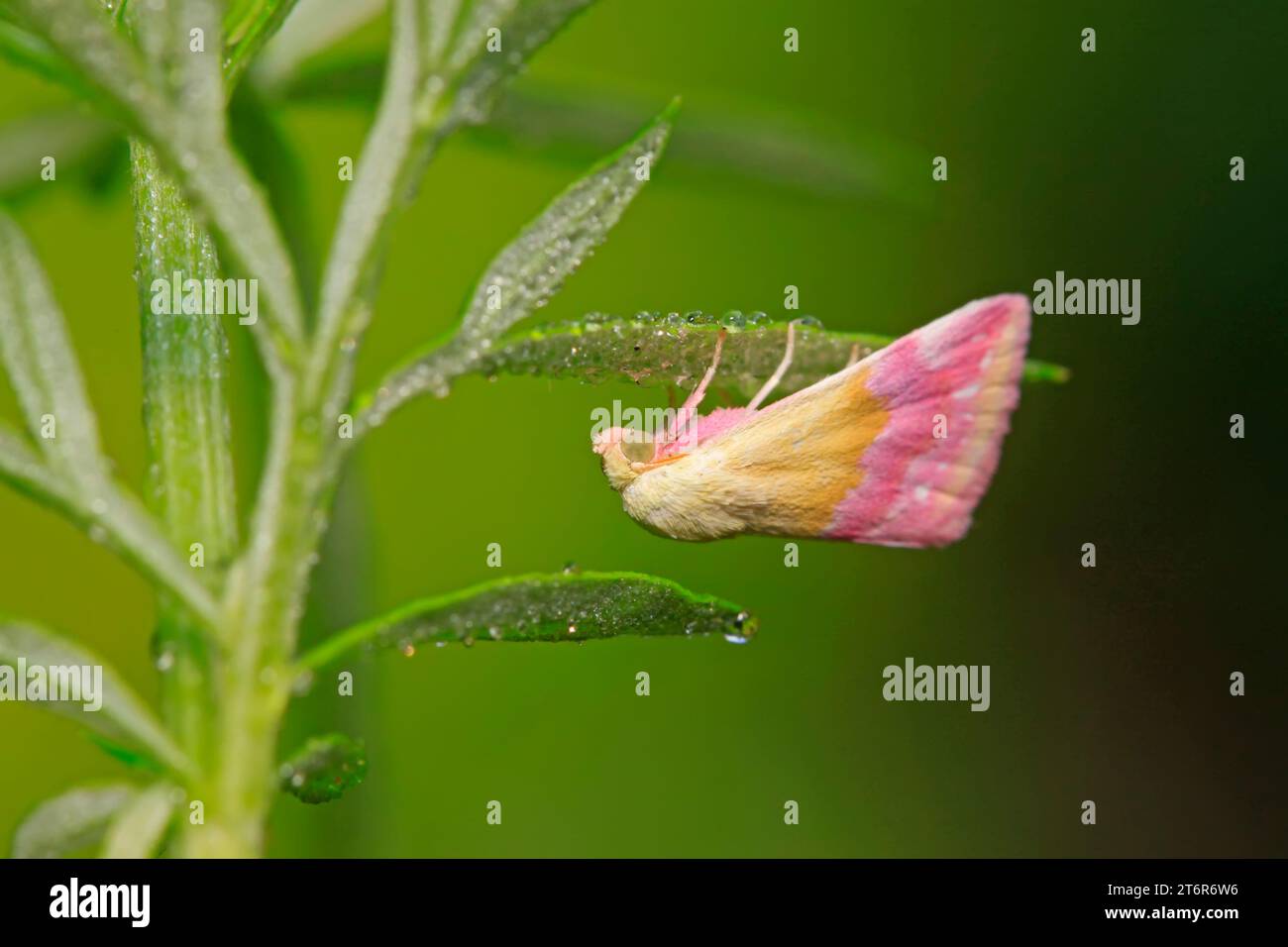Moth insects on plant in the wild Stock Photo - Alamy