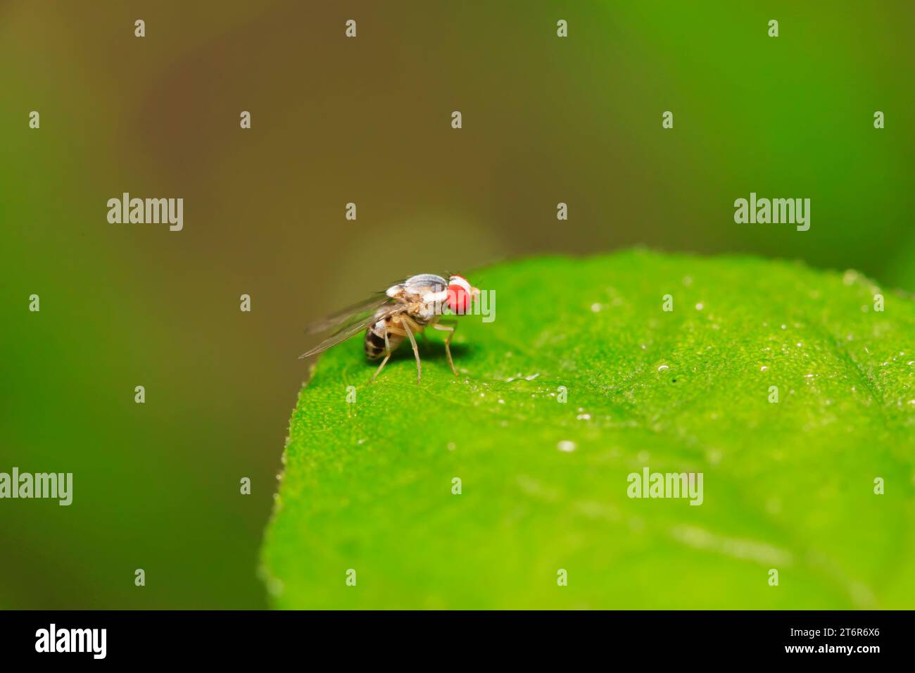 muscidae insects on plant in the wild Stock Photo - Alamy