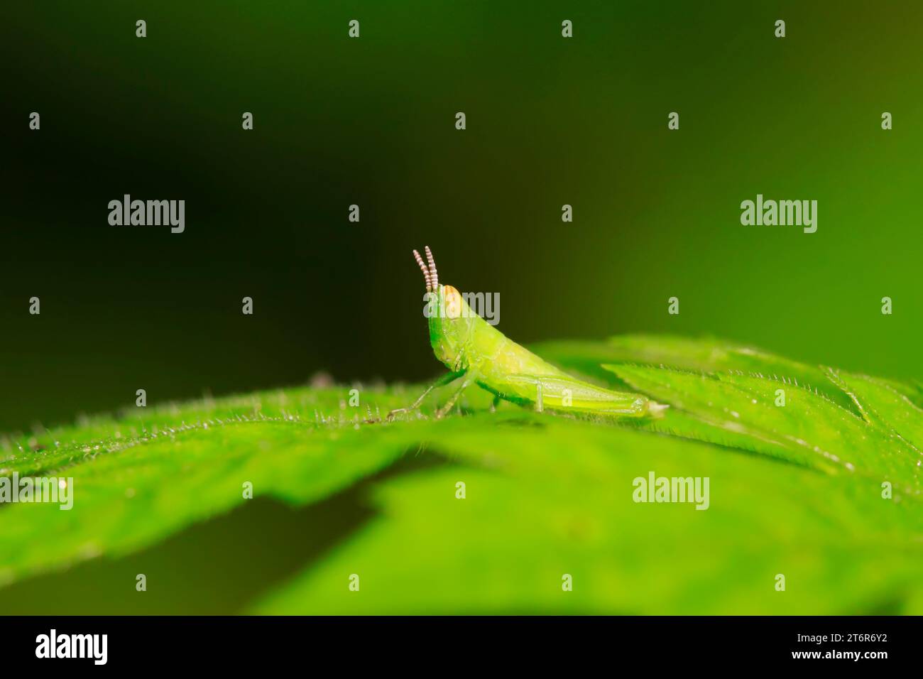 Oxyachinensis nymphs on plant in the wild Stock Photo - Alamy