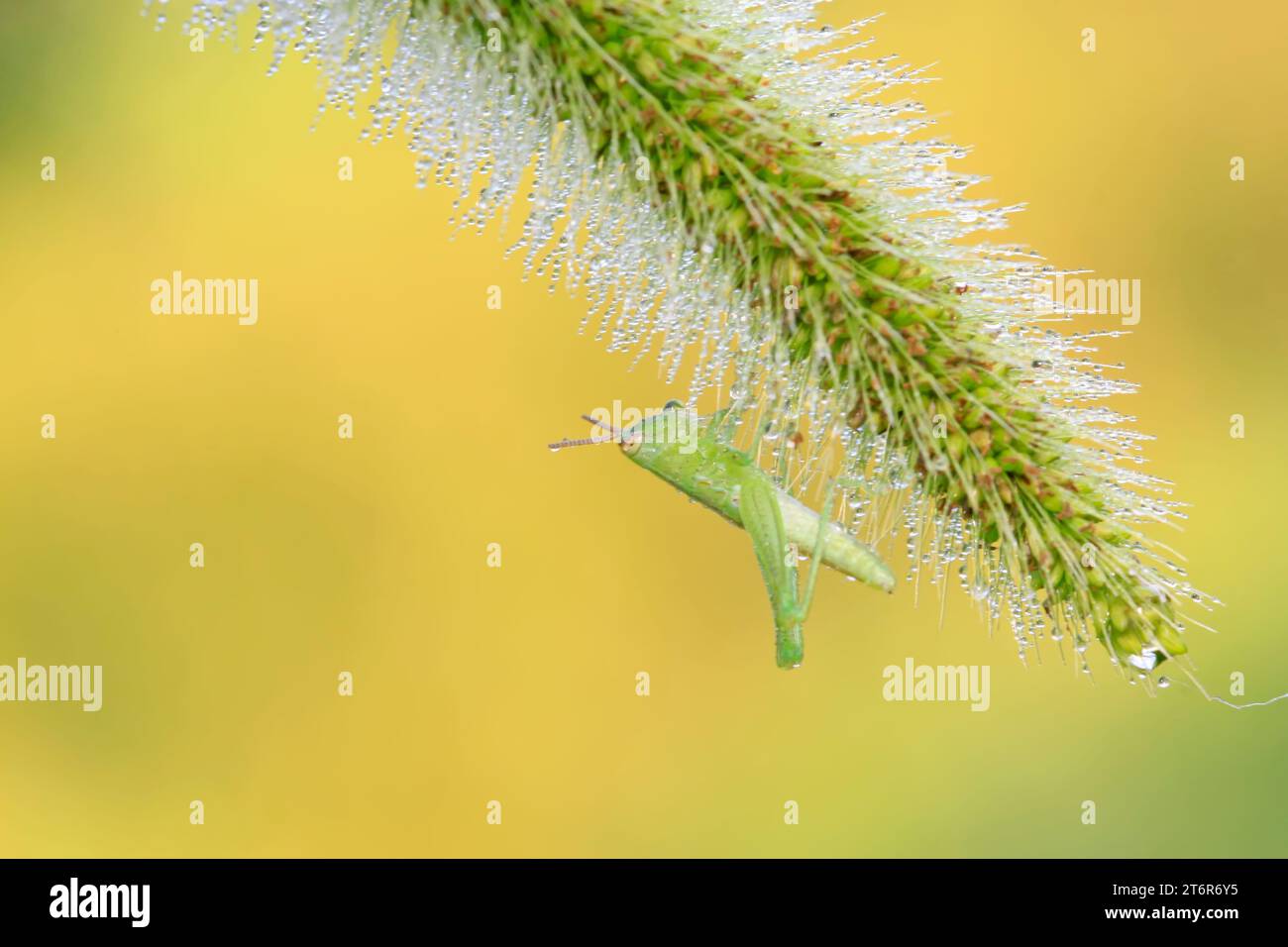 Oxyachinensis nymphs on plant in the wild Stock Photo - Alamy