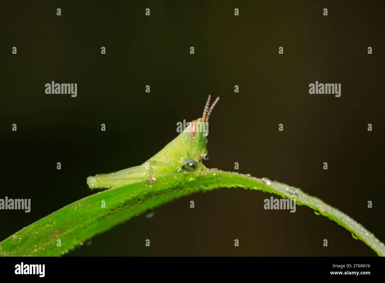 Oxyachinensis nymphs on plant in the wild Stock Photo - Alamy