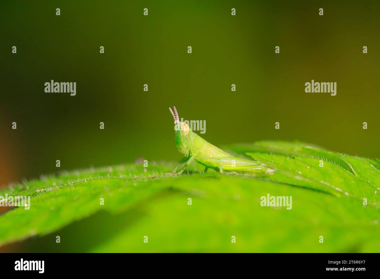Nymphs alert hi-res stock photography and images - Alamy