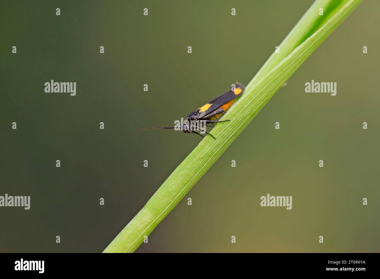 Moth insects on plant in the wild Stock Photo - Alamy