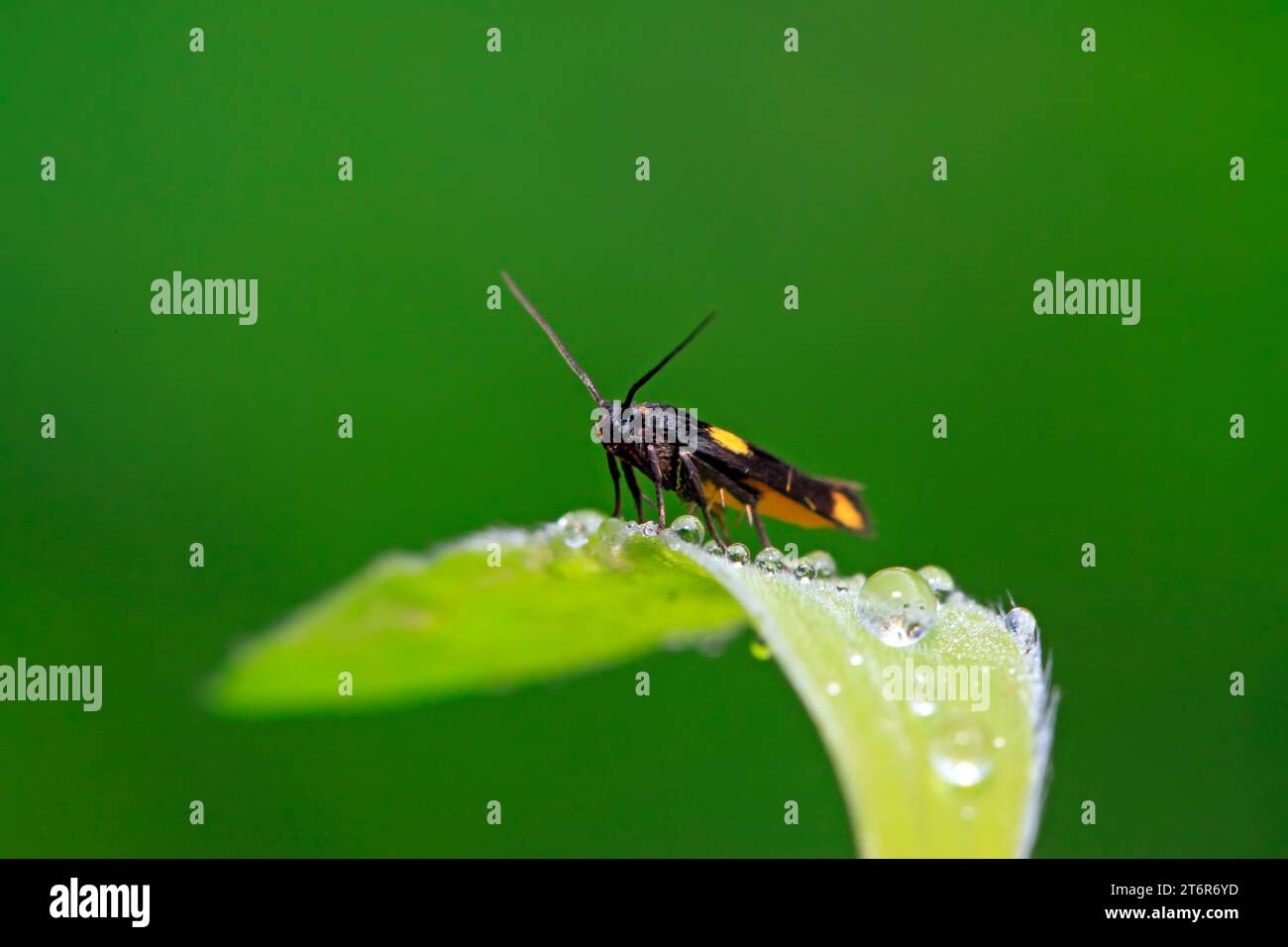 Moth insects on plant in the wild Stock Photo - Alamy