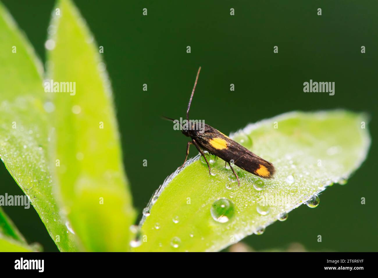 Moth insects on plant in the wild Stock Photo - Alamy
