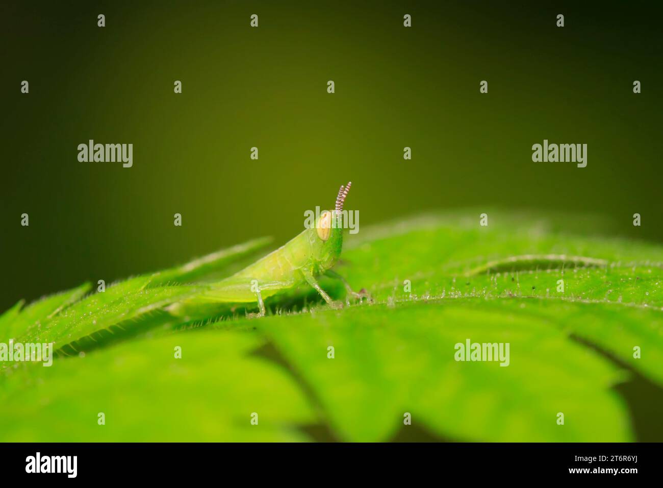 Oxyachinensis nymphs on plant in the wild Stock Photo - Alamy
