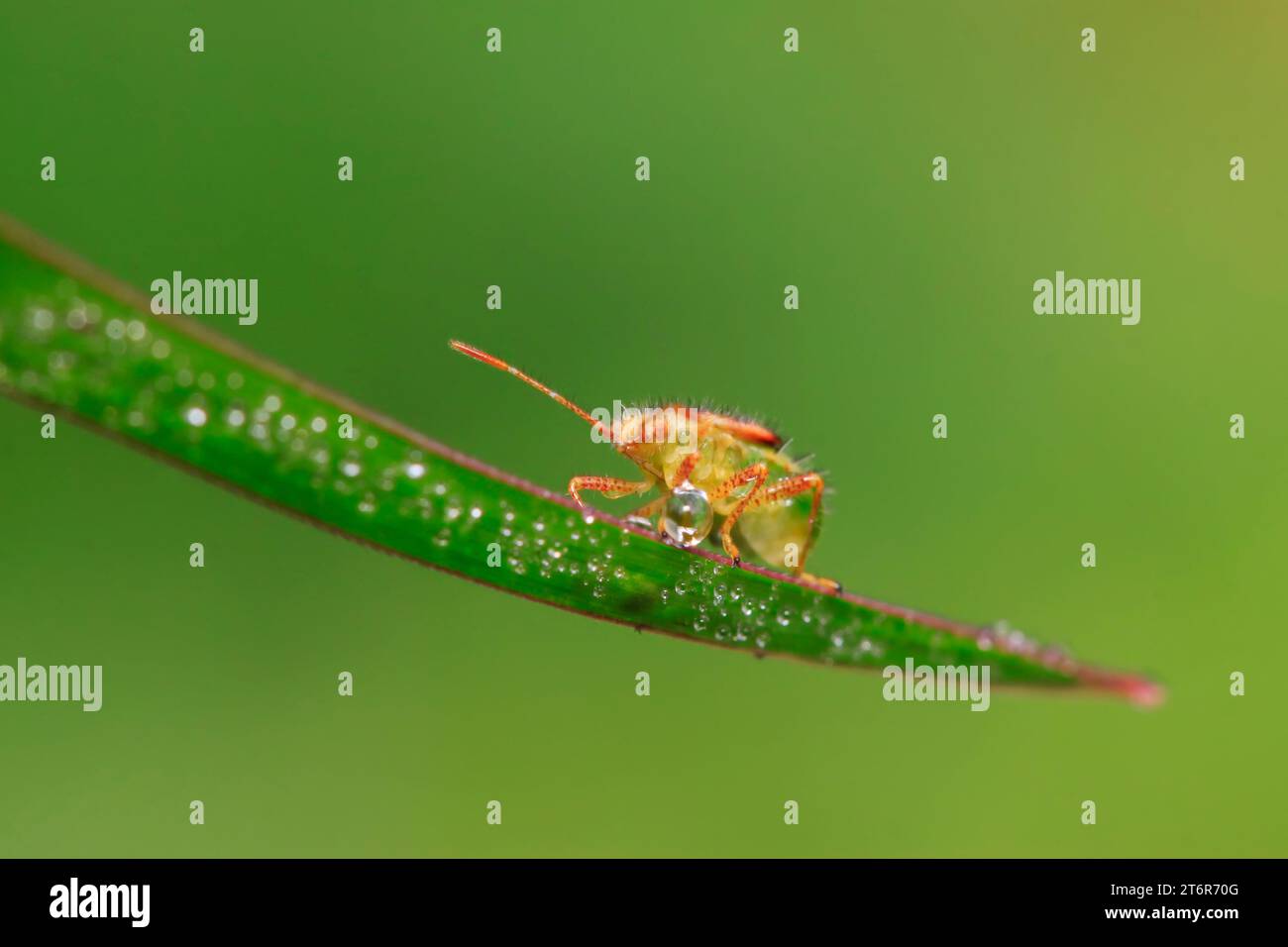 Aspongopus chinensis dallas hi-res stock photography and images - Alamy