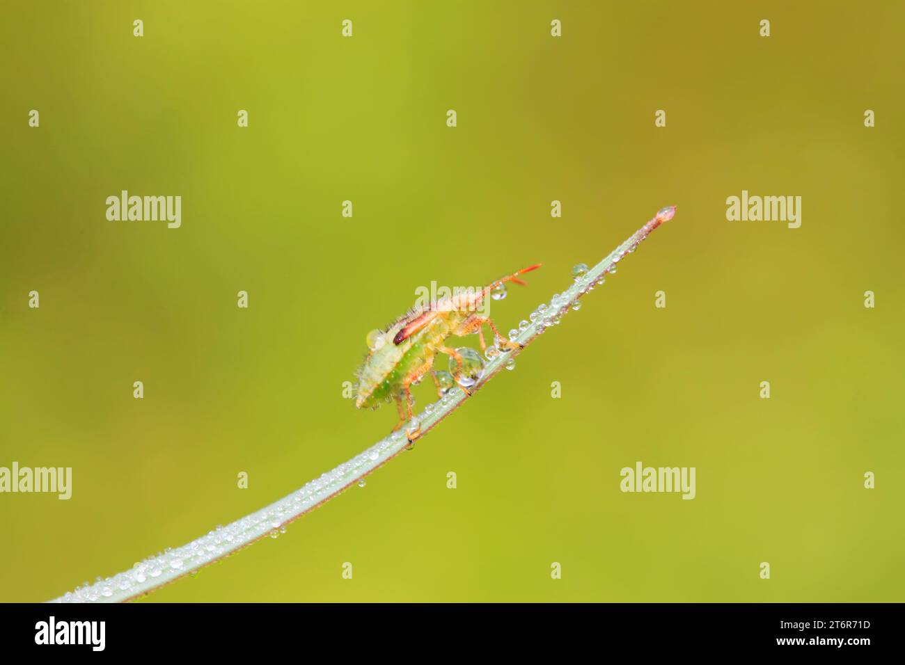 Aspongopus chinensis dallas hi-res stock photography and images - Alamy