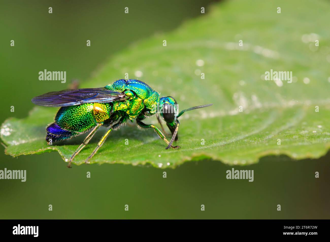 Chrysis shanghaiensis hi-res stock photography and images - Alamy