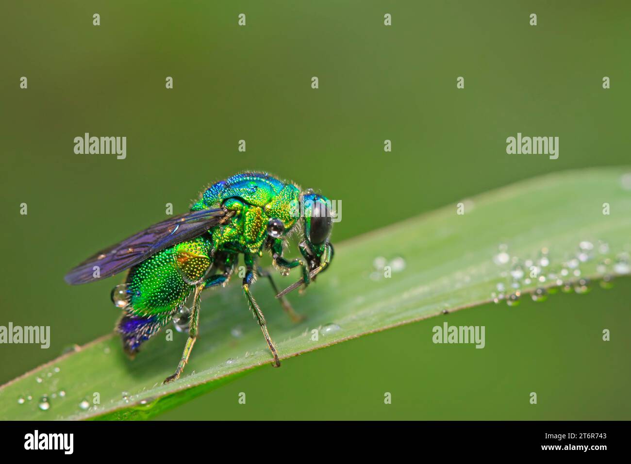 Shanghaiensis hi-res stock photography and images - Alamy