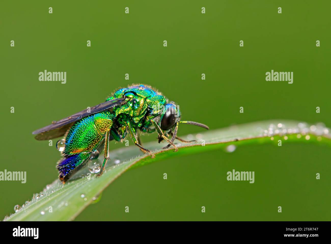 Chrysis shanghaiensis hi-res stock photography and images - Alamy