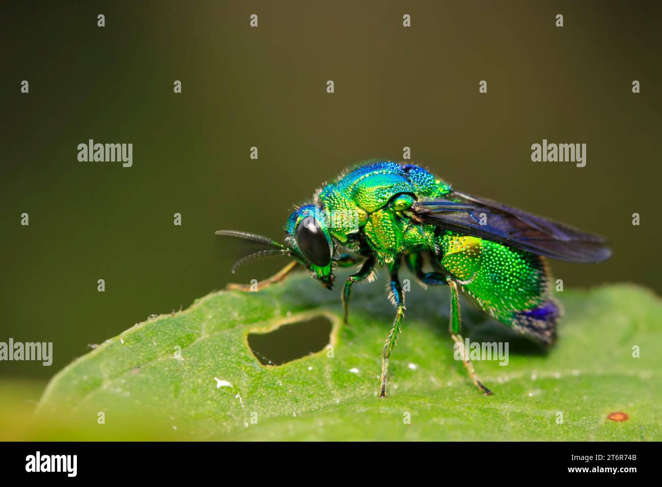 Chrysis shanghaiensis hi-res stock photography and images - Alamy