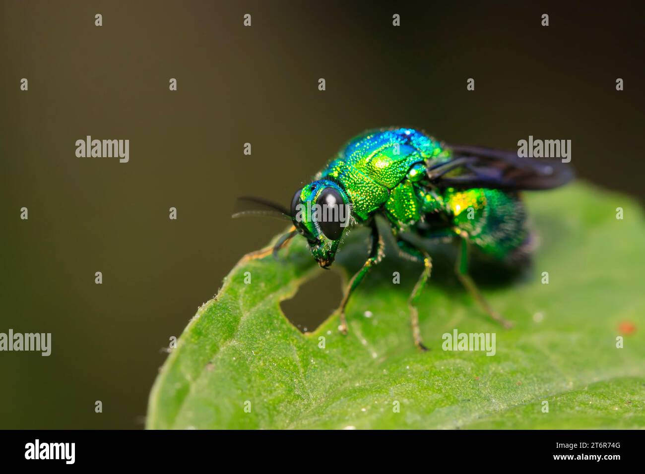 Shanghaiensis hi-res stock photography and images - Alamy