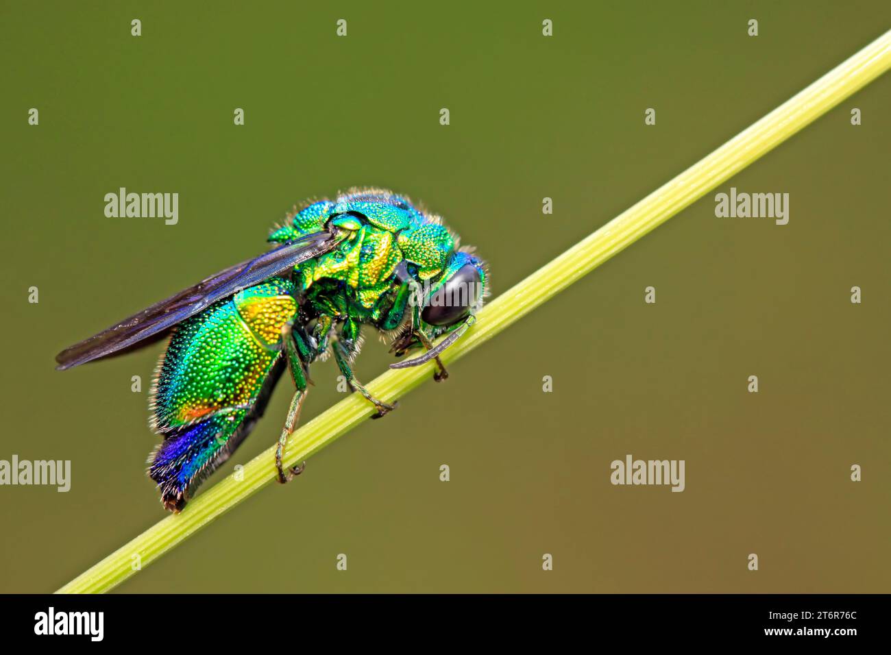 Chrysis shanghaiensis hi-res stock photography and images - Alamy