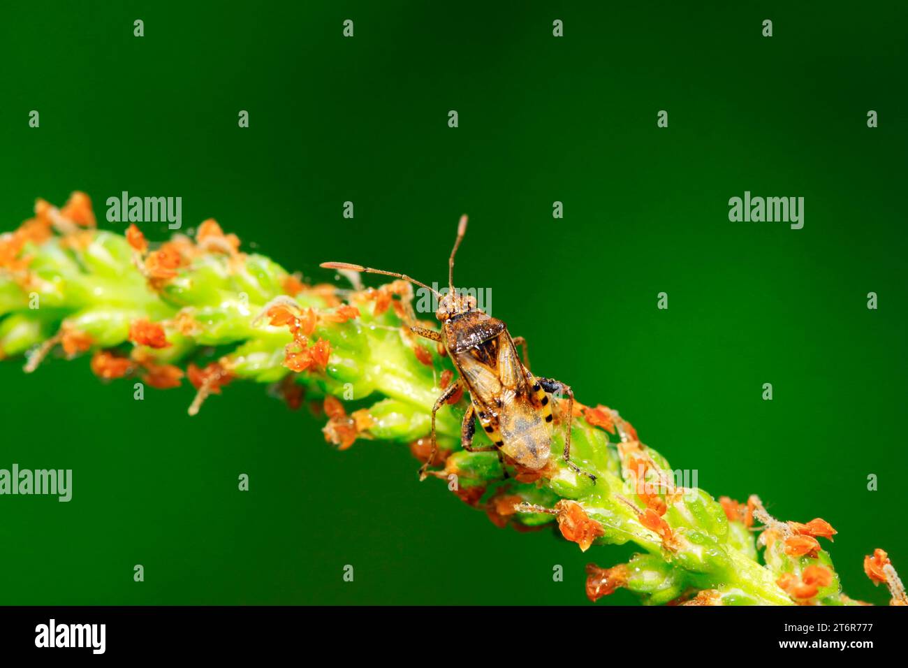 Aspongopus chinensis dallas hi-res stock photography and images - Alamy