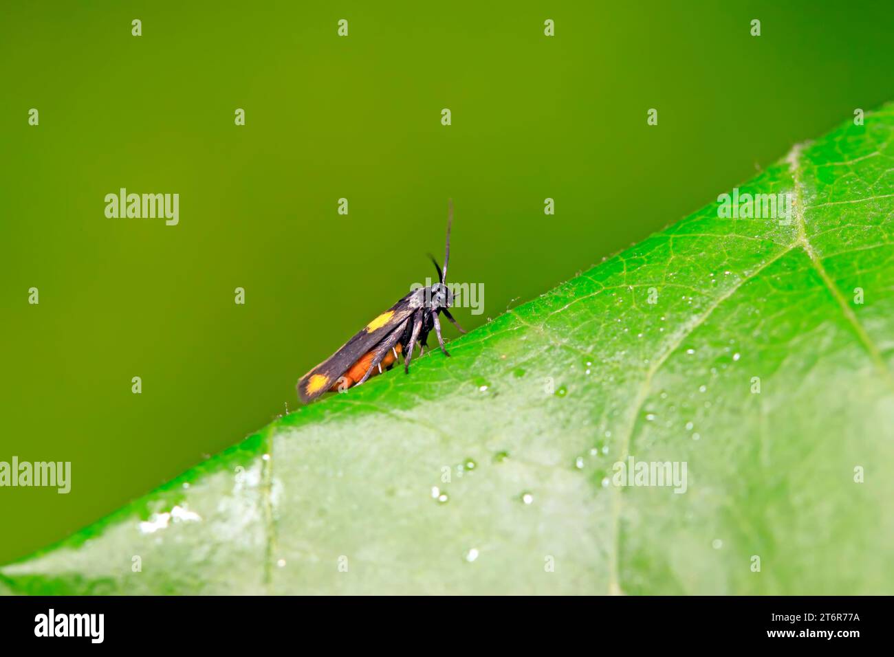 Scythris sinensis hi-res stock photography and images - Alamy