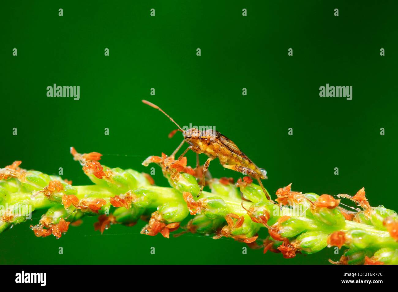 Aspongopus chinensis dallas hi-res stock photography and images - Alamy