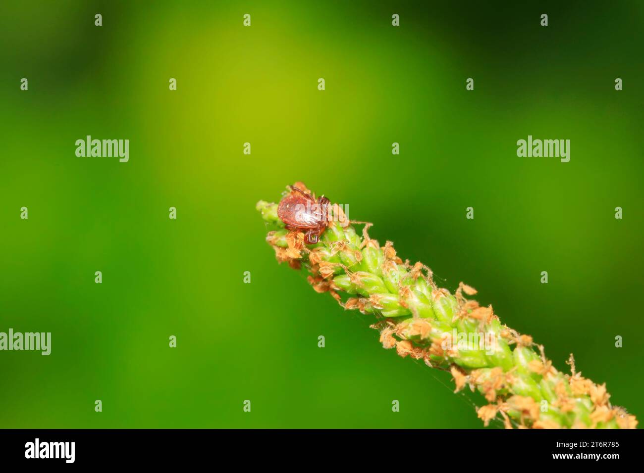 ticks on plant in the wild Stock Photo - Alamy
