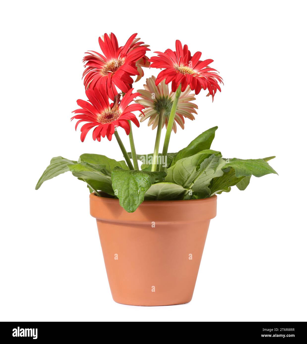 Gerbera in pot on Cut Out Stock Images & Pictures - Alamy
