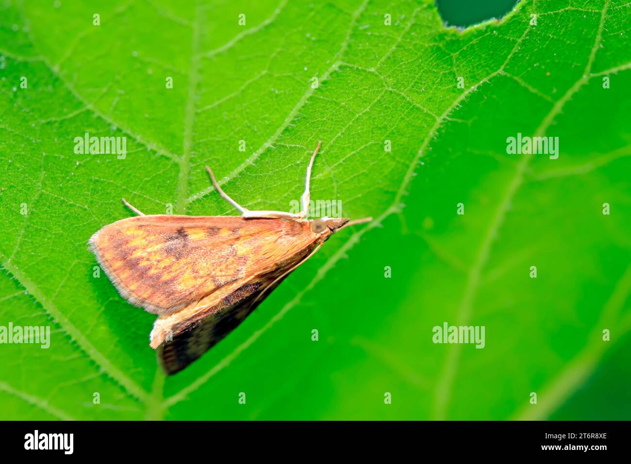 Moth insects on plant in the wild Stock Photo - Alamy