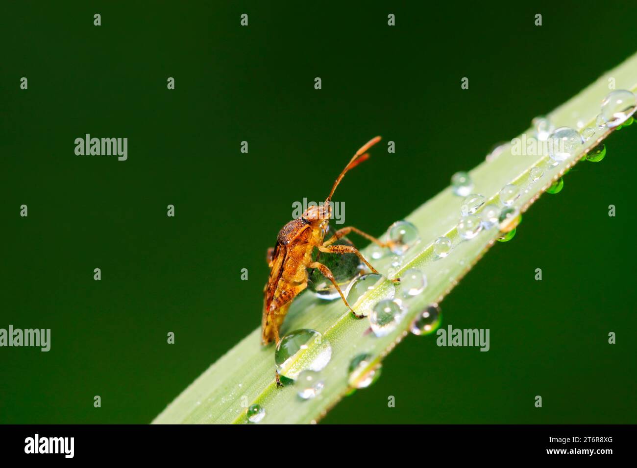 Aspongopus chinensis dallas hi-res stock photography and images - Alamy