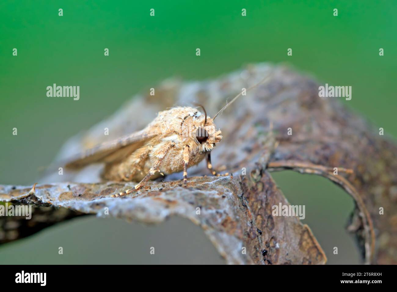 Moth insects on plant in the wild Stock Photo - Alamy