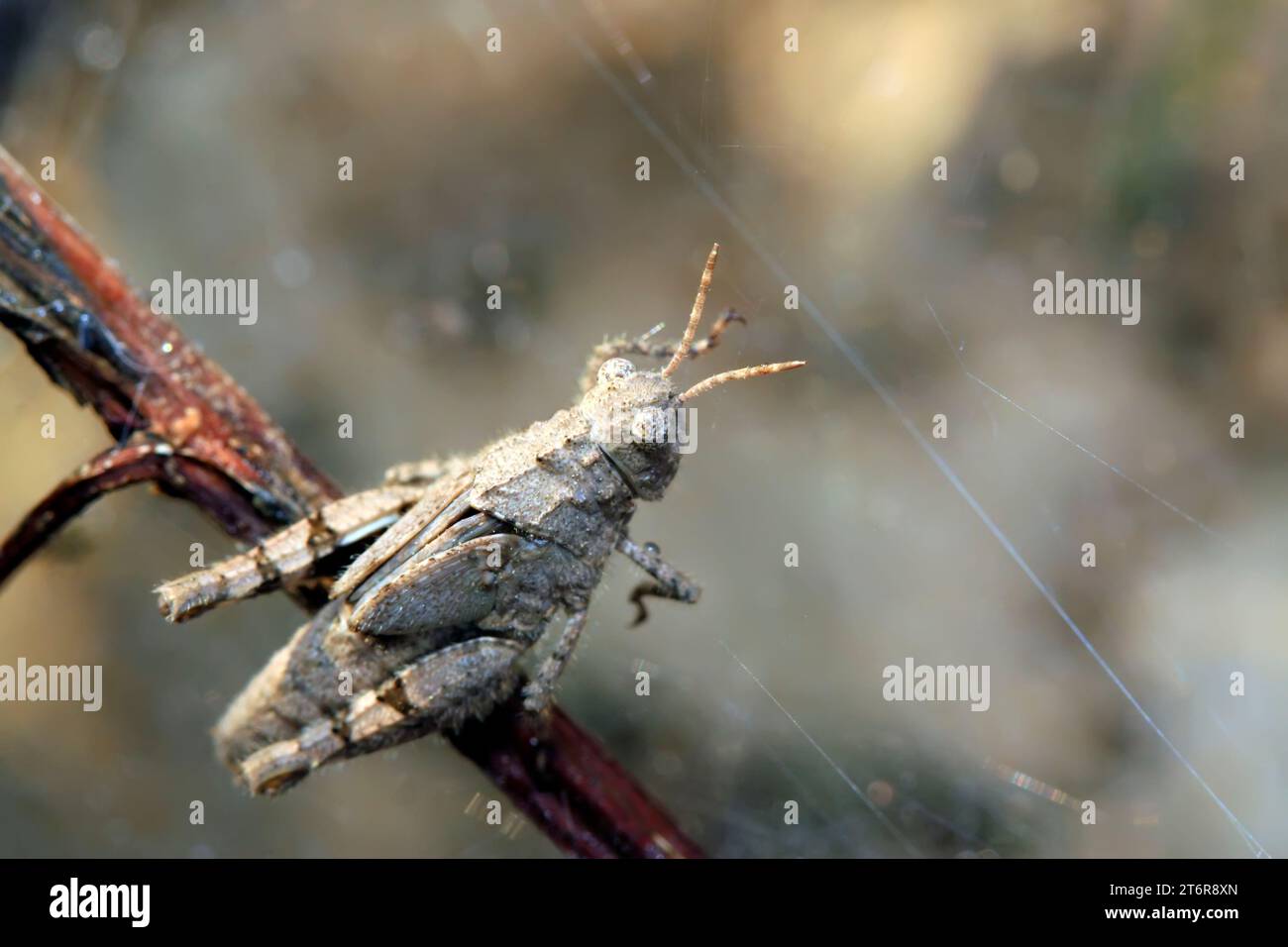 Grasshopper on plant in the wild Stock Photo - Alamy