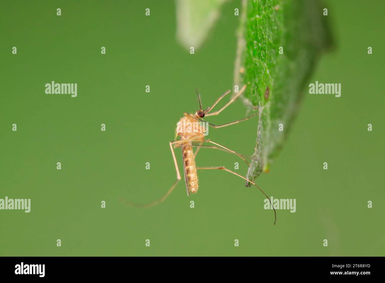 mosquitoes on plant in the wild Stock Photo - Alamy