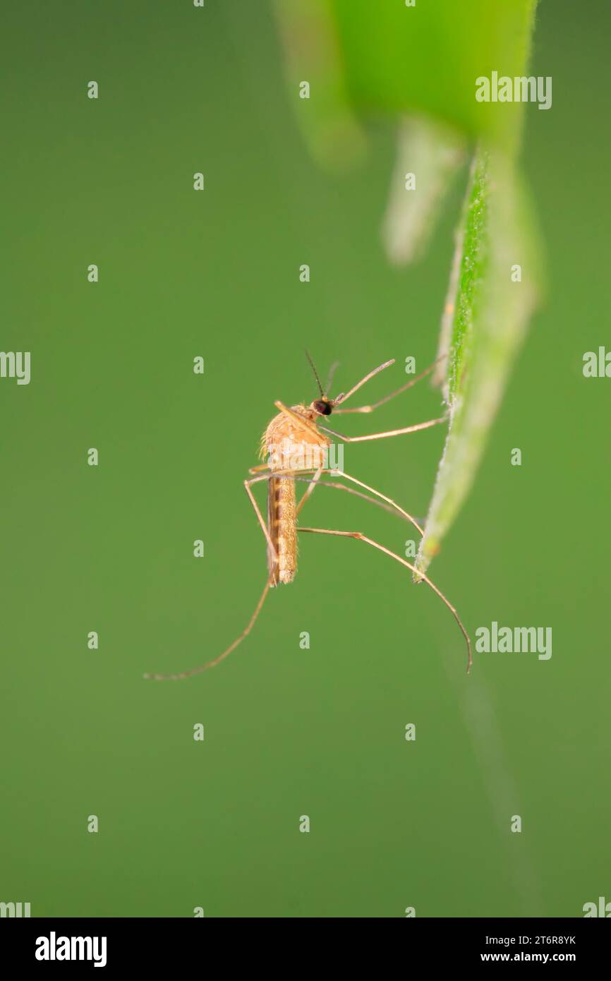 mosquitoes on plant in the wild Stock Photo - Alamy