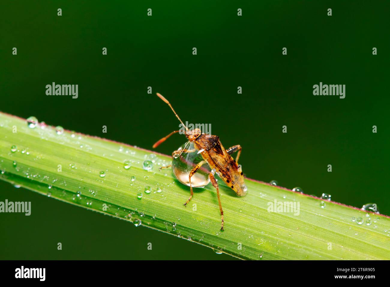 Aspongopus chinensis dallas hi-res stock photography and images - Alamy