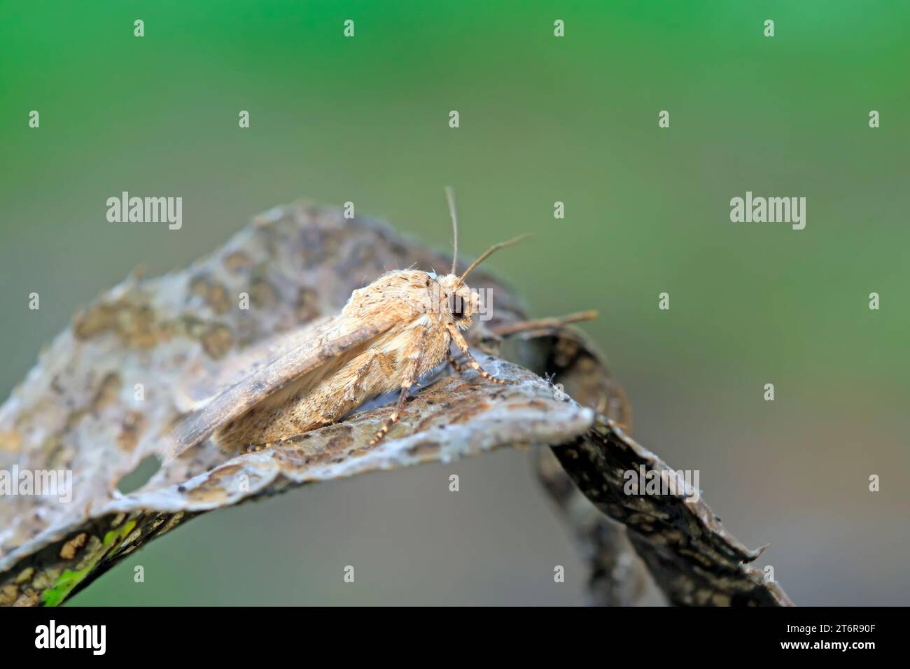 Moth insects on plant in the wild Stock Photo - Alamy