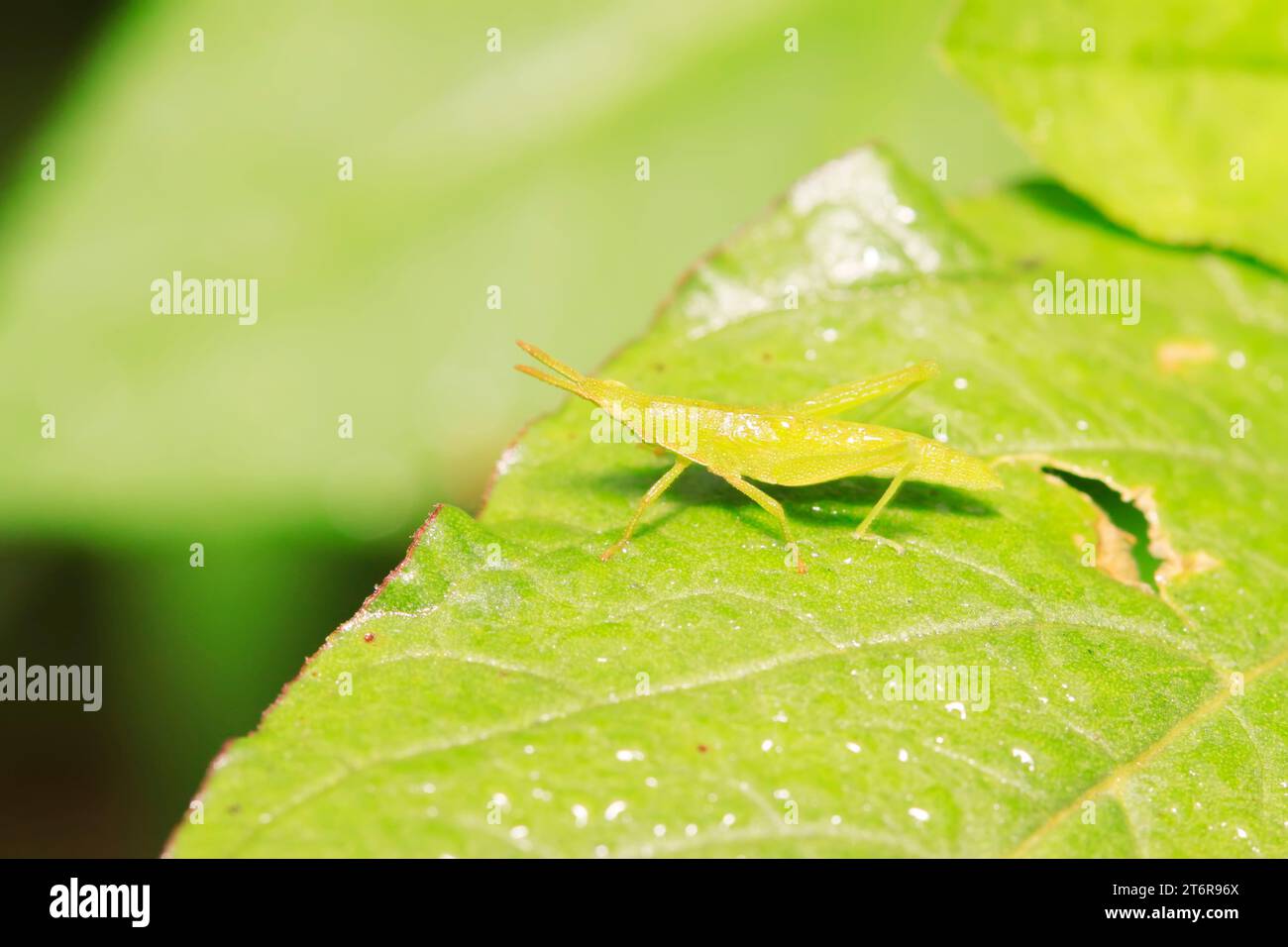 Atractomorpha sinensis Bolvar on plant in the wild Stock Photo - Alamy