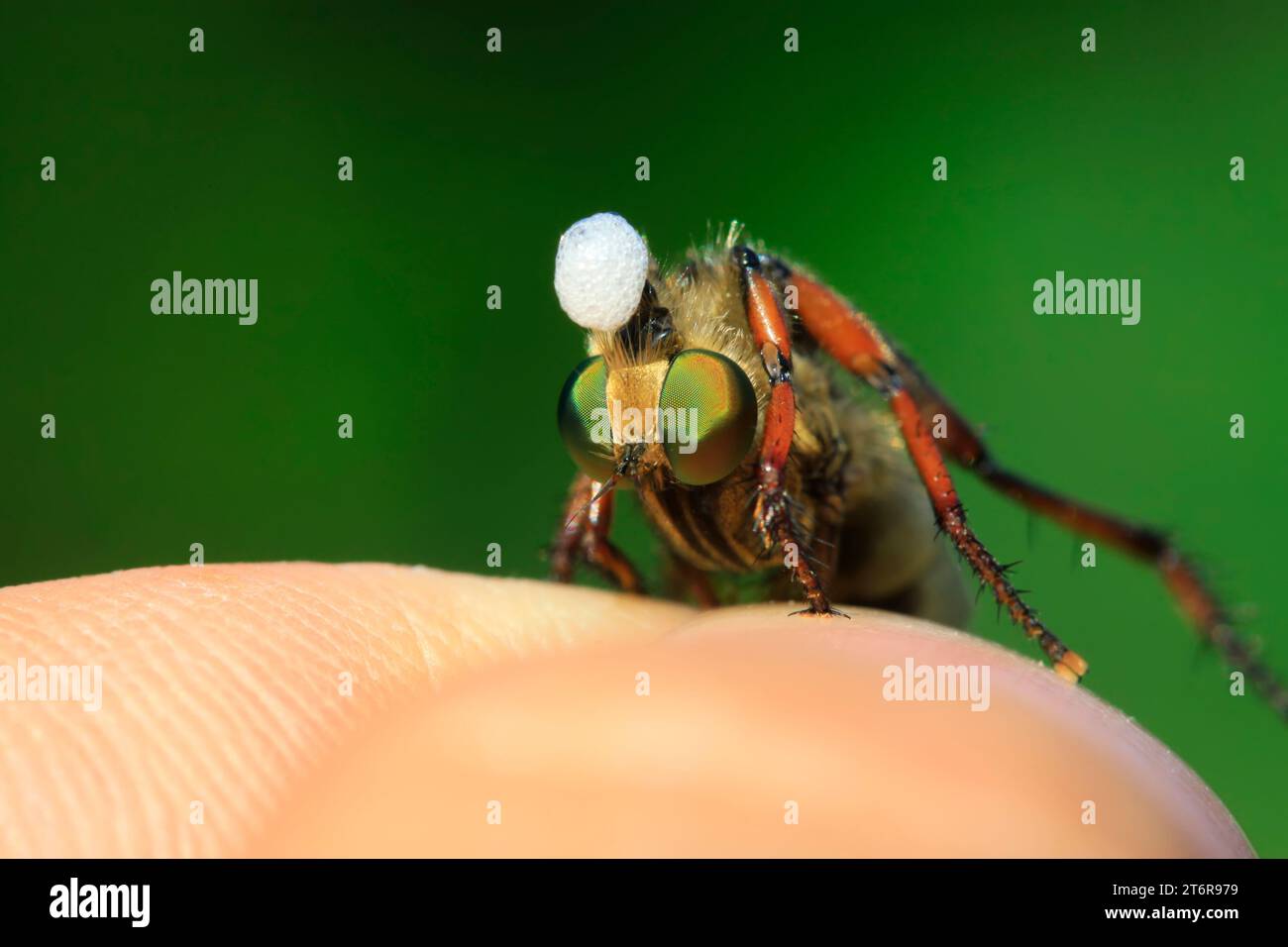 Cophinopoda chinensis hi-res stock photography and images - Alamy