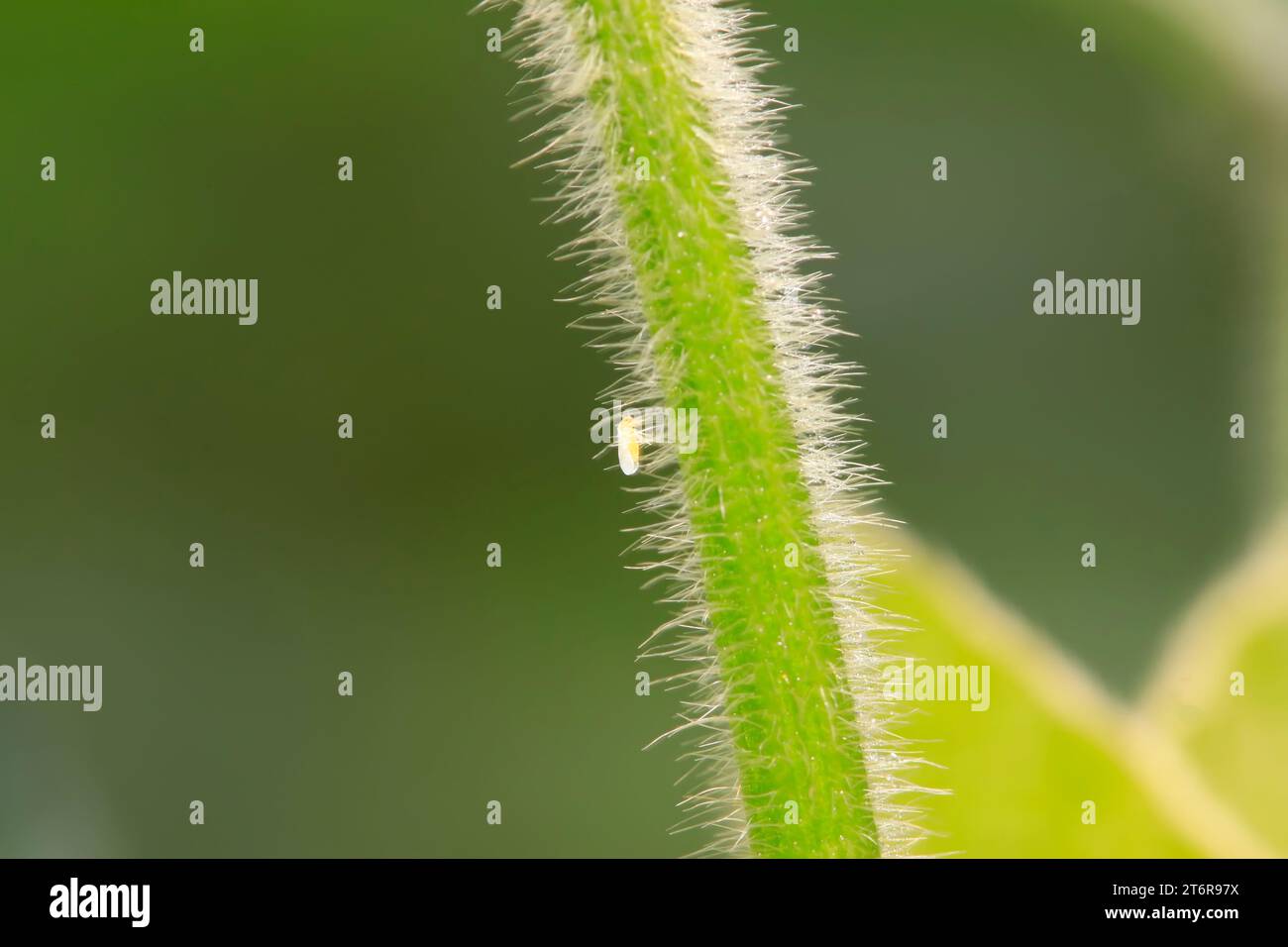 Trialeurodes hi-res stock photography and images - Alamy