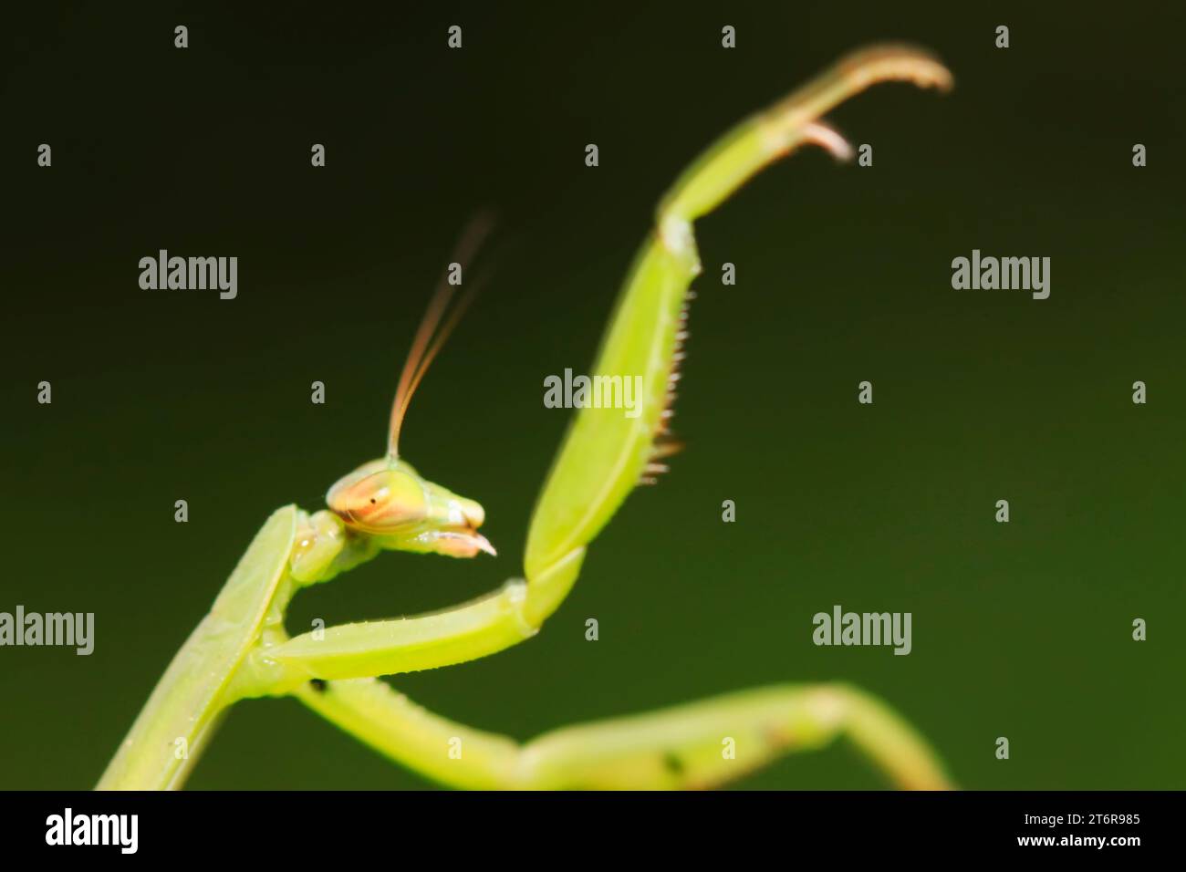 Mantis larvae on plant in the wild Stock Photo - Alamy