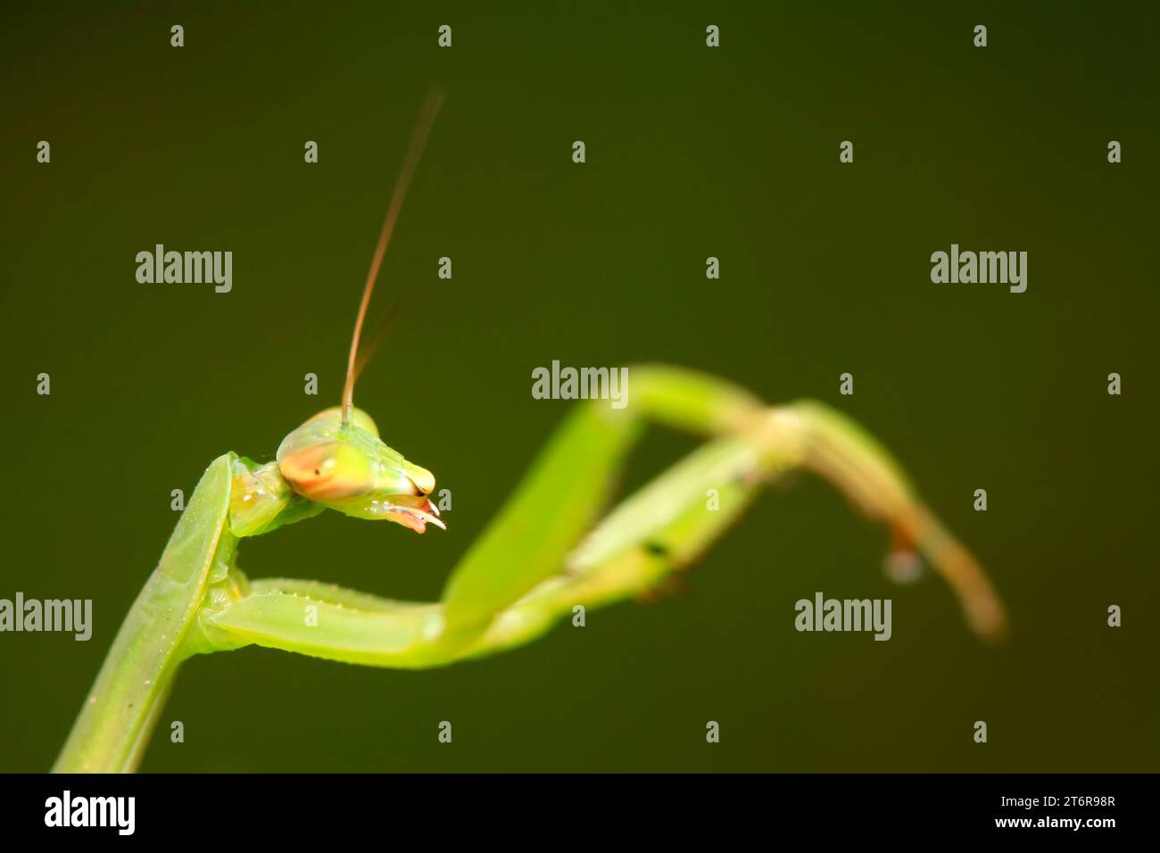 Mantis larvae on plant in the wild Stock Photo - Alamy