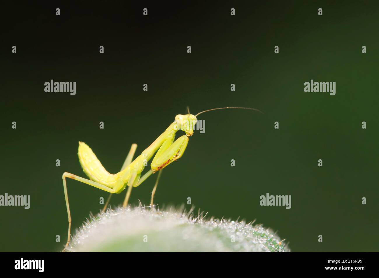 Mantis larvae on plant in the wild Stock Photo - Alamy