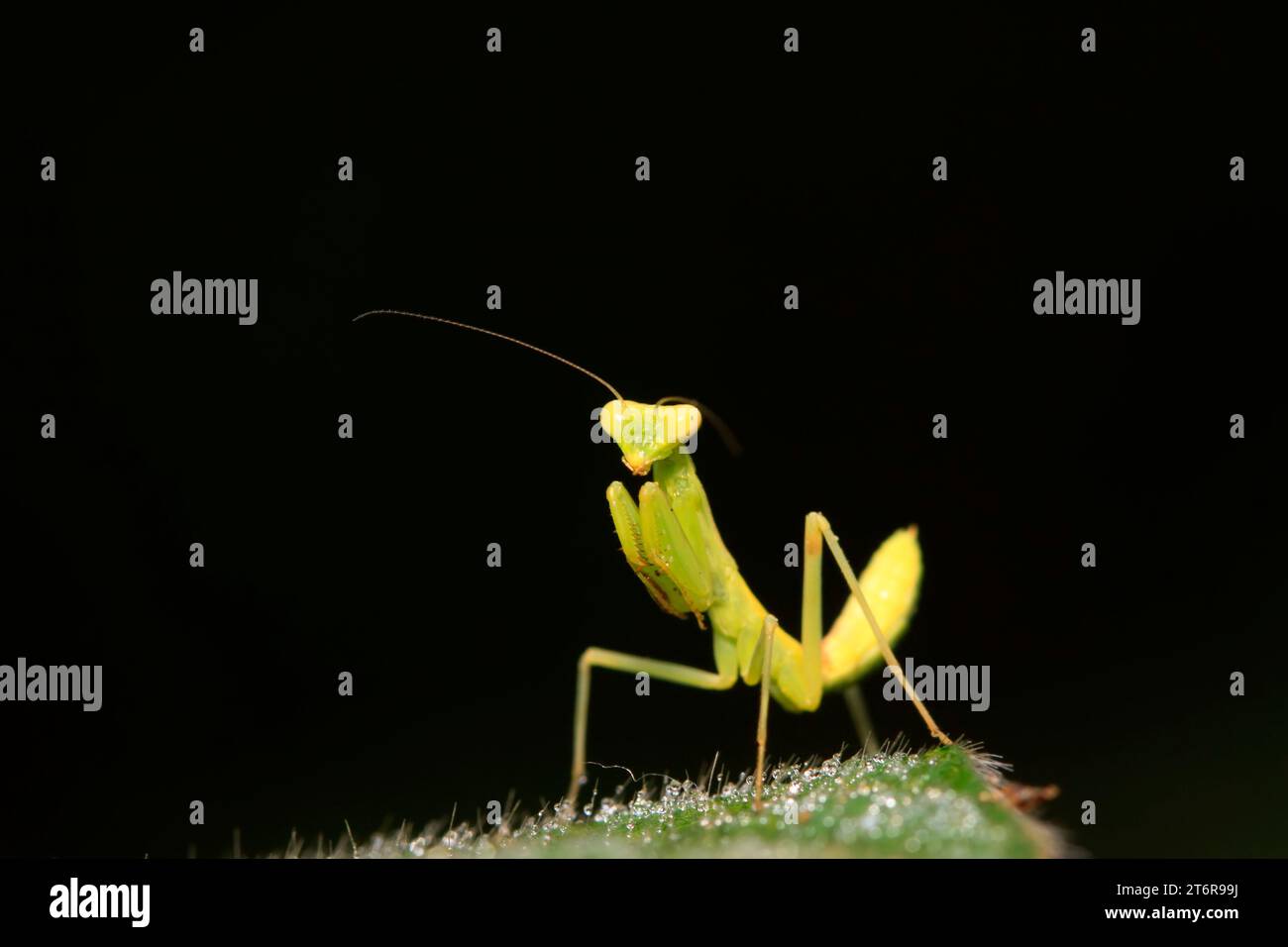 Mantis larvae on plant hi-res stock photography and images - Alamy