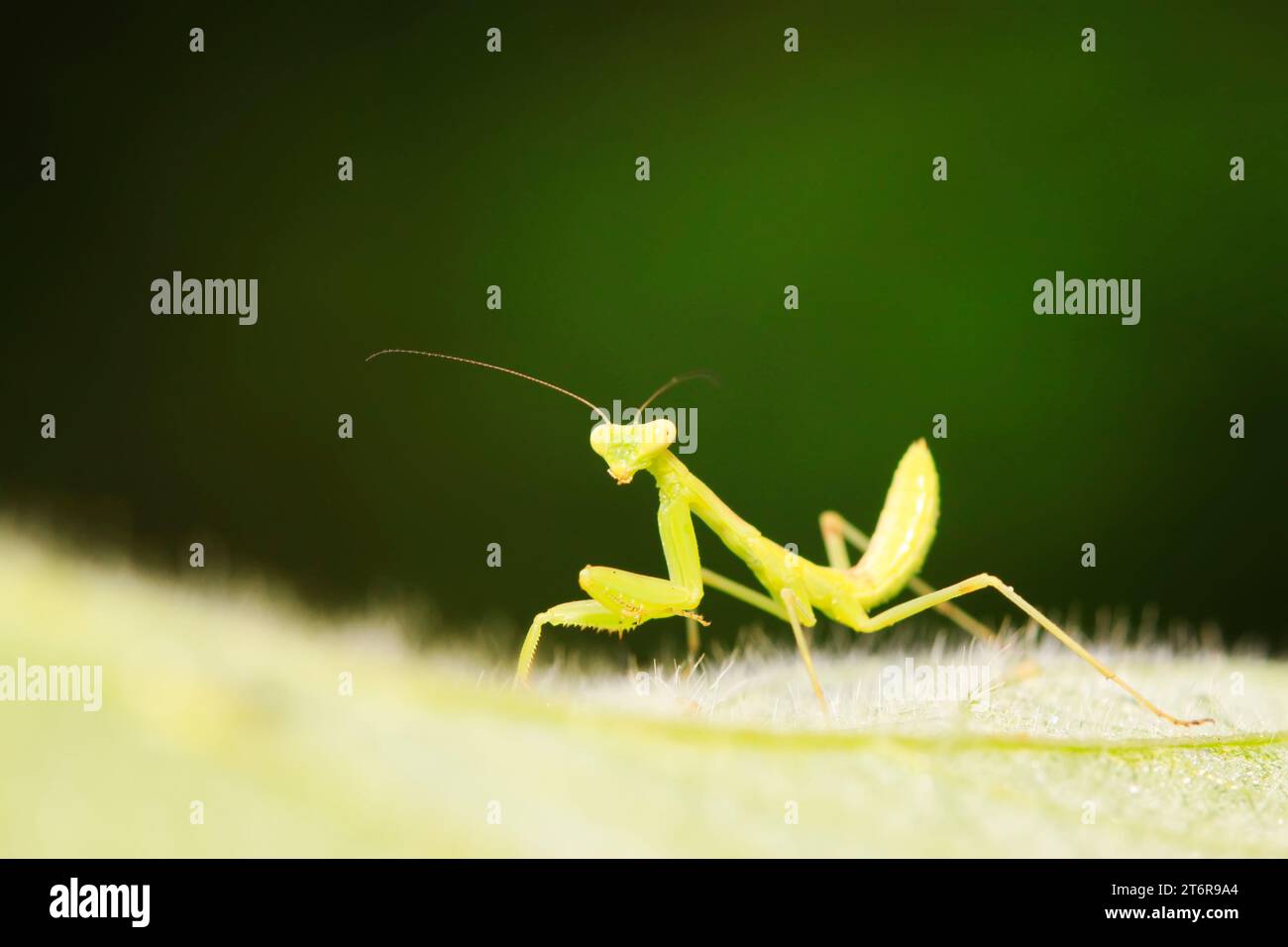 Mantis larvae on plant in the wild Stock Photo - Alamy