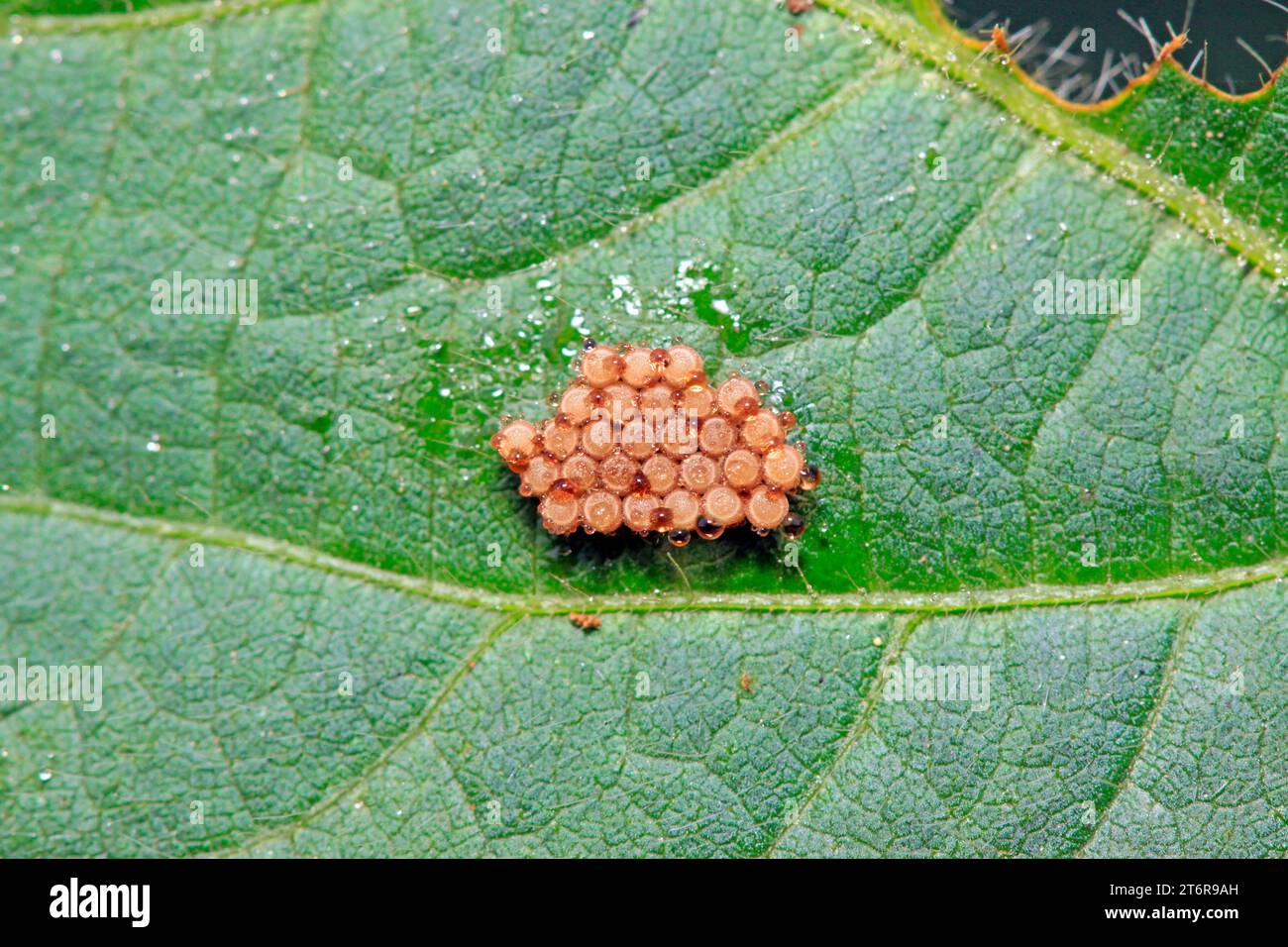insect eggs on plant in the wild Stock Photo - Alamy