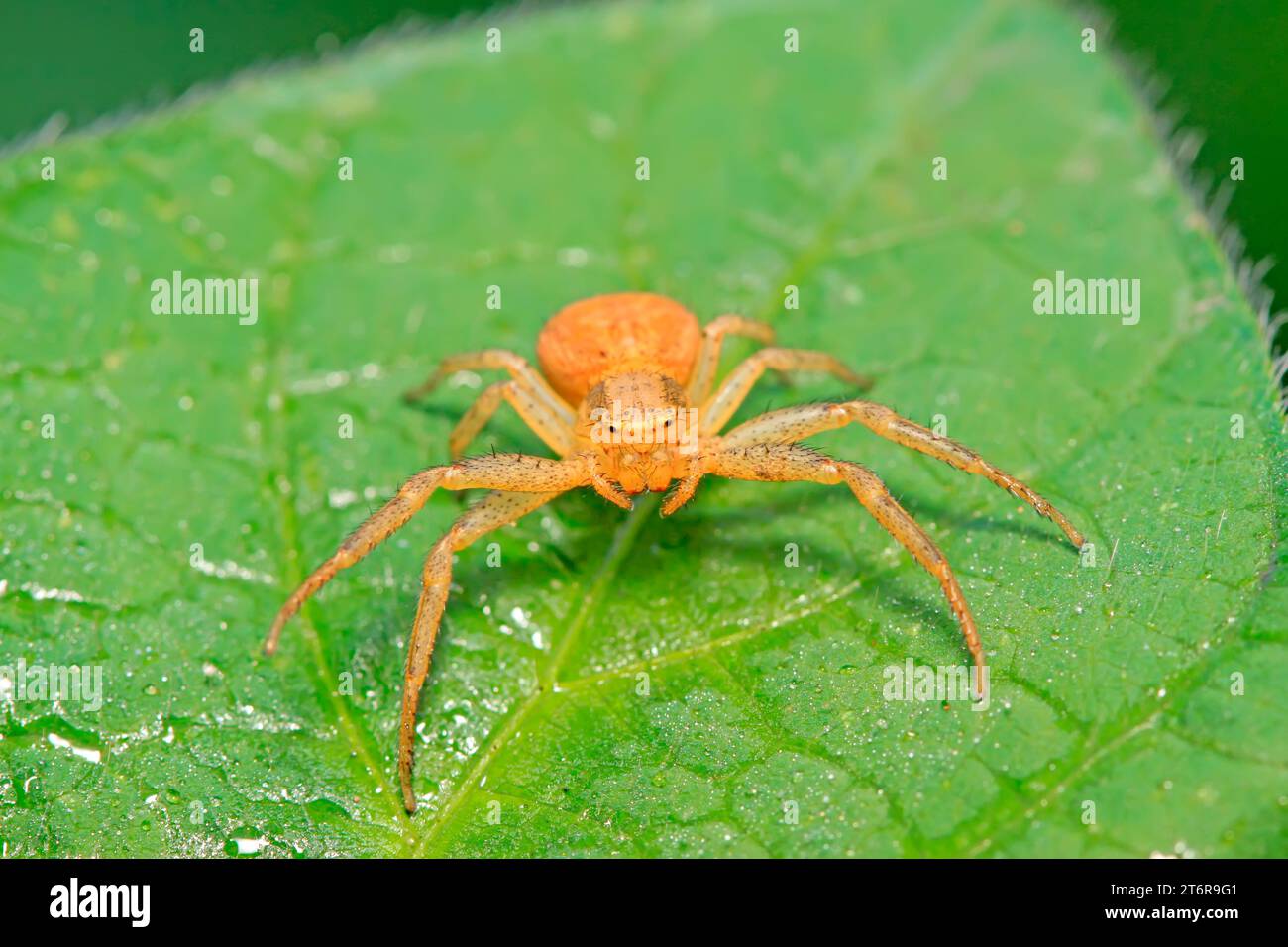crab spider on plant in the wild Stock Photo - Alamy